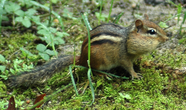 Secret Ancient Cypress Forest (Shhh!) | NO Adventure