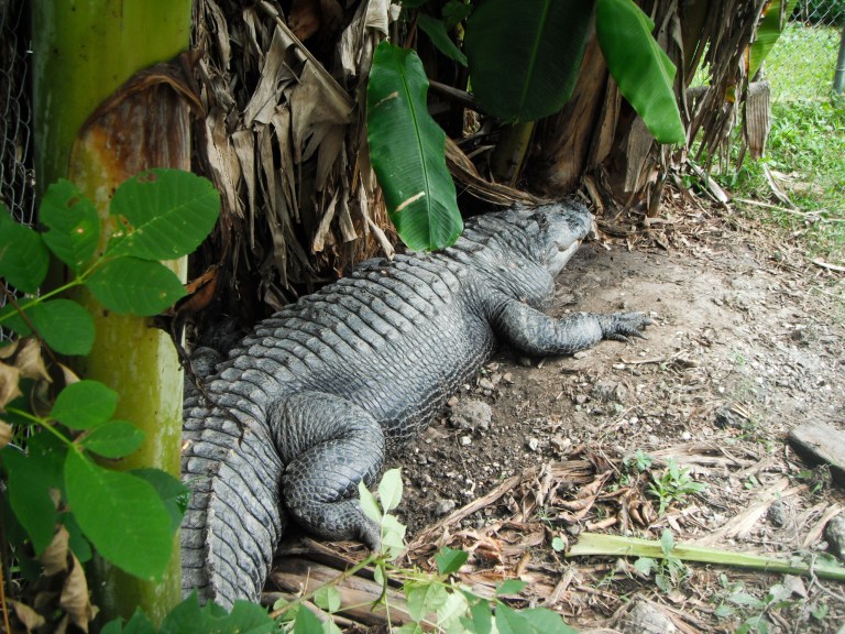 Zam’s Swamp Tour | NO Adventure