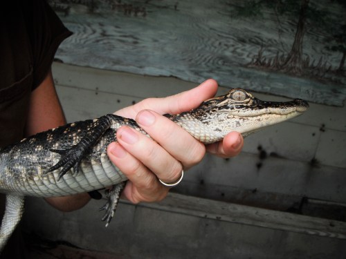 Zam’s Swamp Tour | NO Adventure