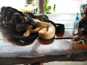 Zam’s Swamp Tour | NO Adventure